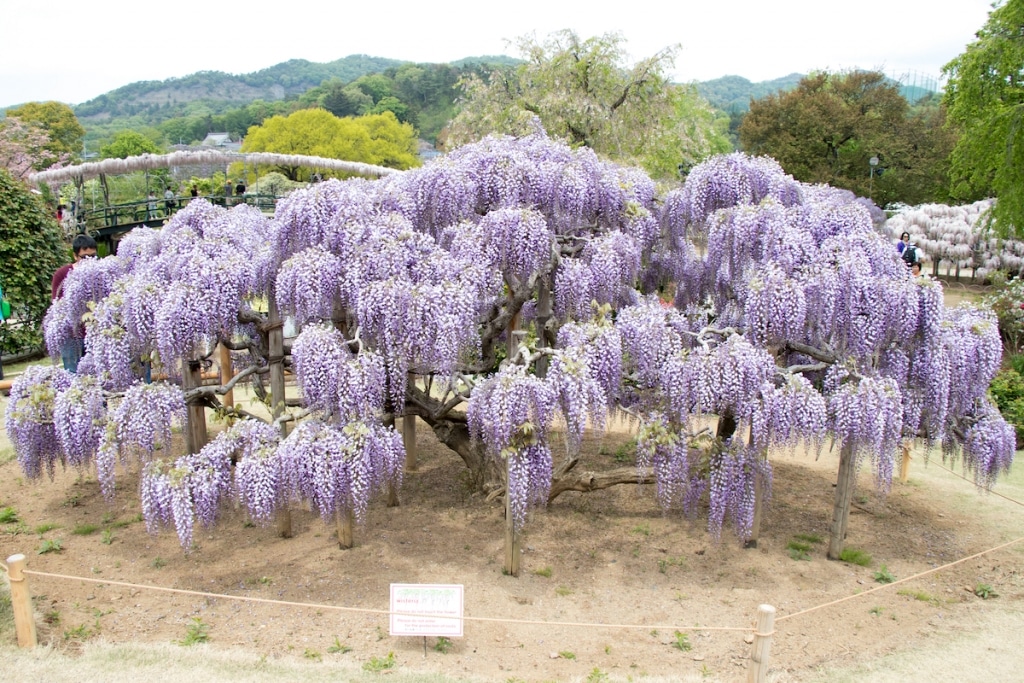 Dreamy Wisteria Trees Transform Japan Into a Blooming Wonderland Every ...