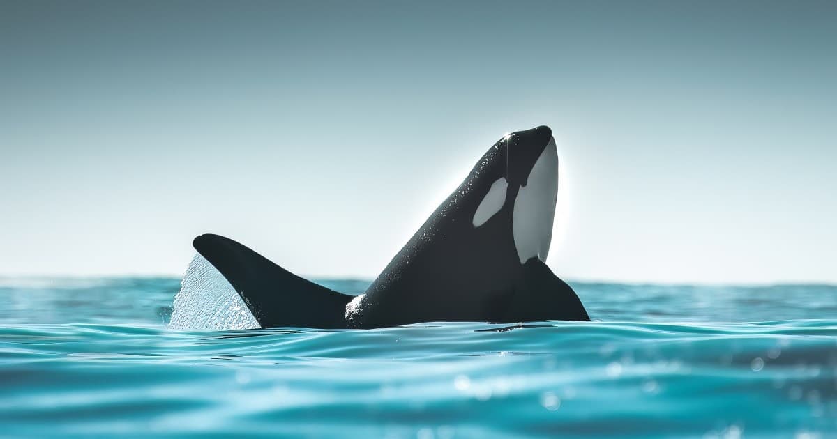100 Top Photographers Sell Prints to Benefit Ocean Conservation