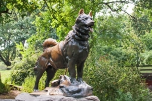 DNA Study Reveals New Insight About the Sled Dog Balto