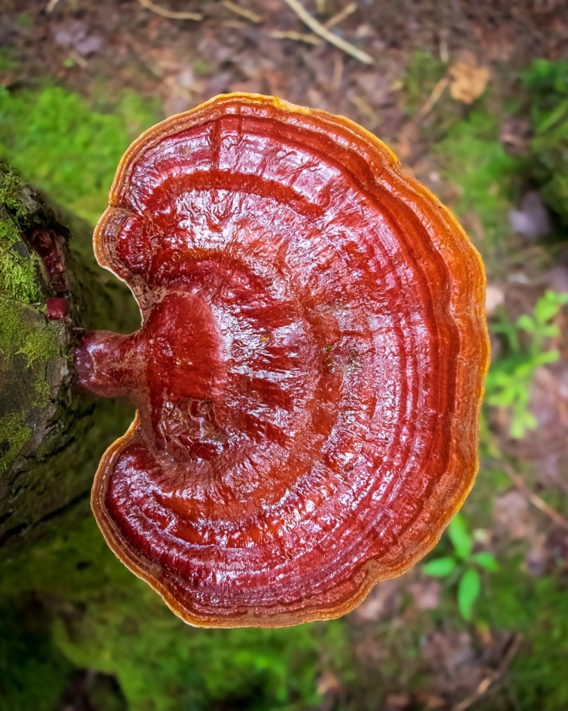 Vibrant Fungi Photos Capture the Beauty of Nature and Nostalgic ...