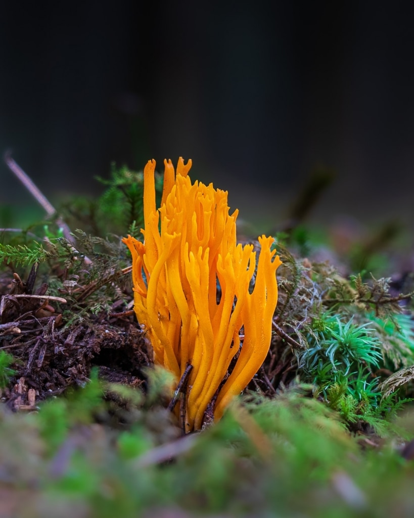 Vibrant Fungi Photos Capture the Beauty of Nature and Nostalgic ...
