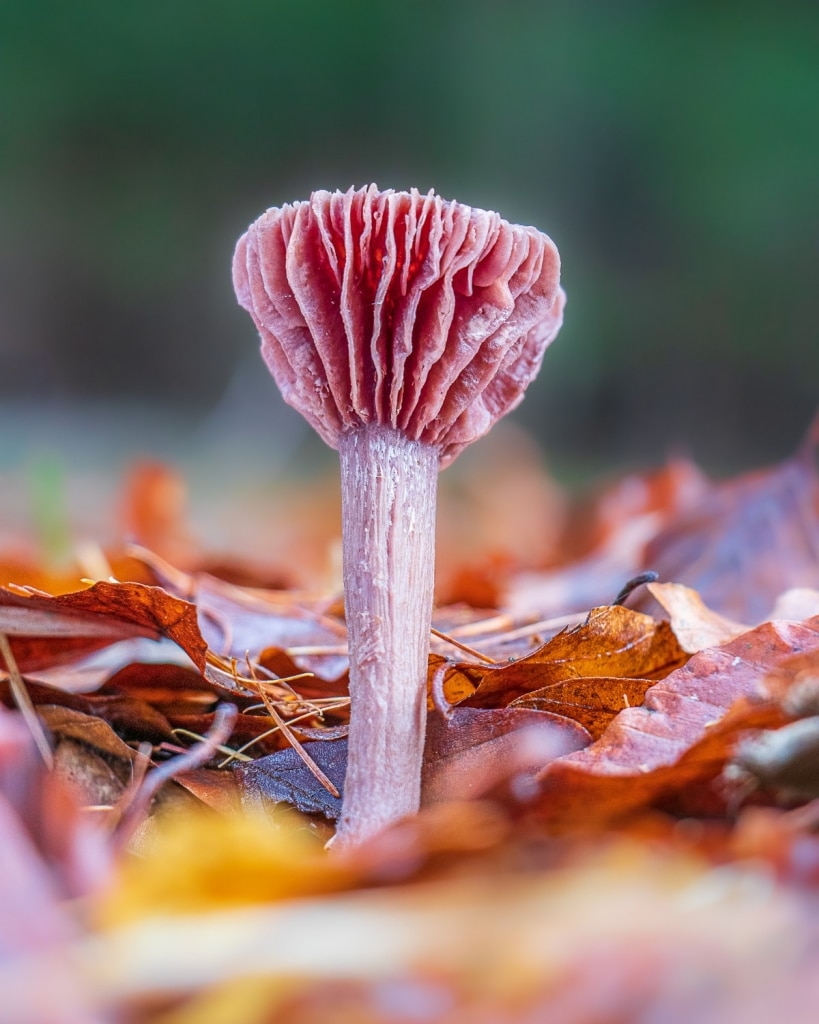 Vibrant Fungi Photos Capture the Beauty of Nature and Nostalgic ...