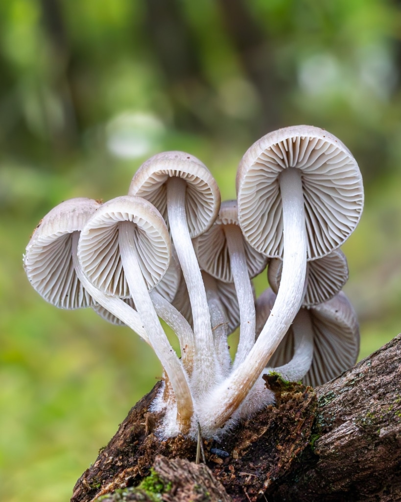 Vibrant Fungi Photos Capture the Beauty of Nature and Nostalgic ...