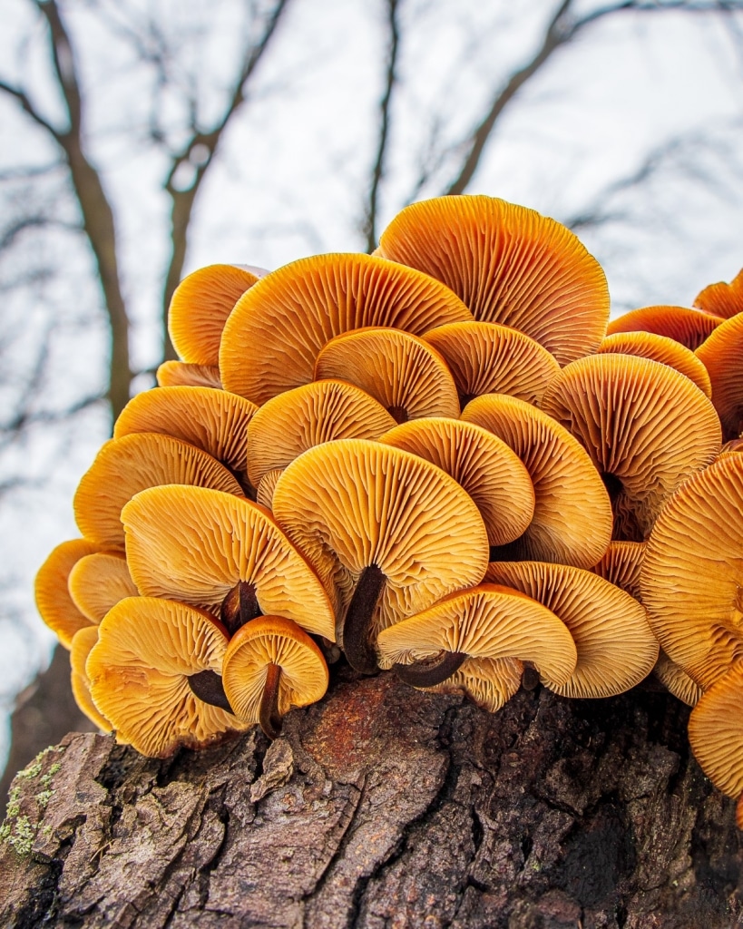 Vibrant Fungi Photos Capture the Beauty of Nature and Nostalgic ...