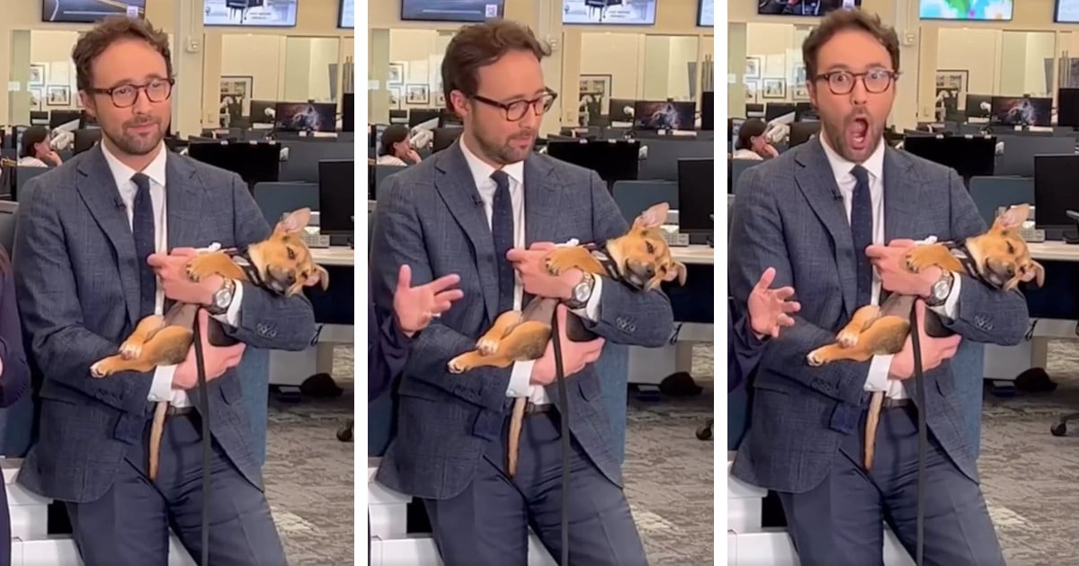 Dog Pays a Visit to News Show and Falls Asleep in Anchor’s Arms