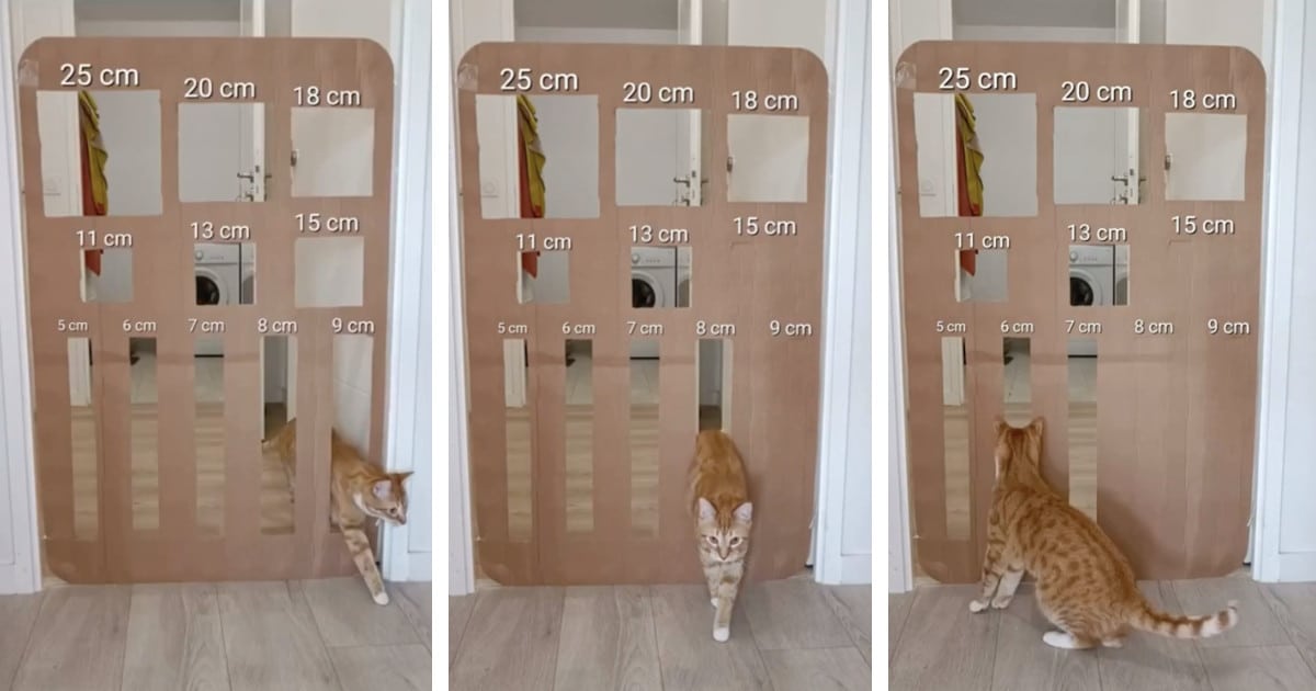 Kitty Jumps Through Holes of Many Sizes to Prove Cats Are Liquid