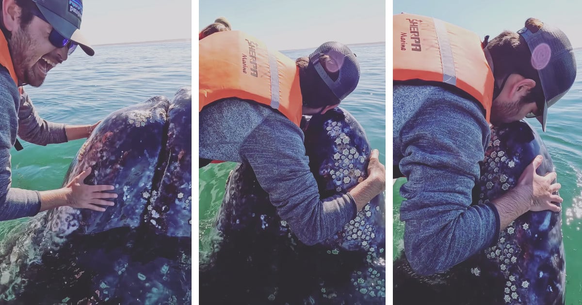 Whale Makes Happy Sounds as It Gets Hugs and Pets