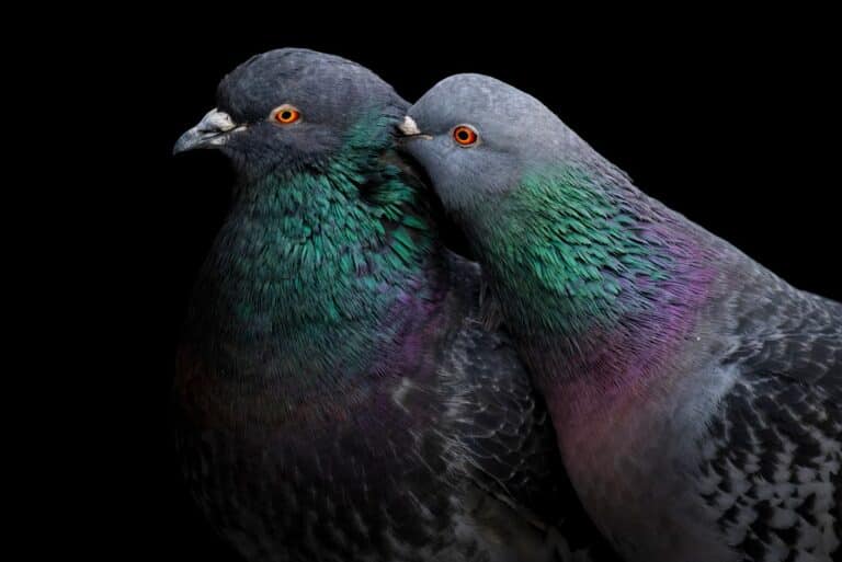 Beautiful Bird Imagery from the 2023 Audubon Photography Awards