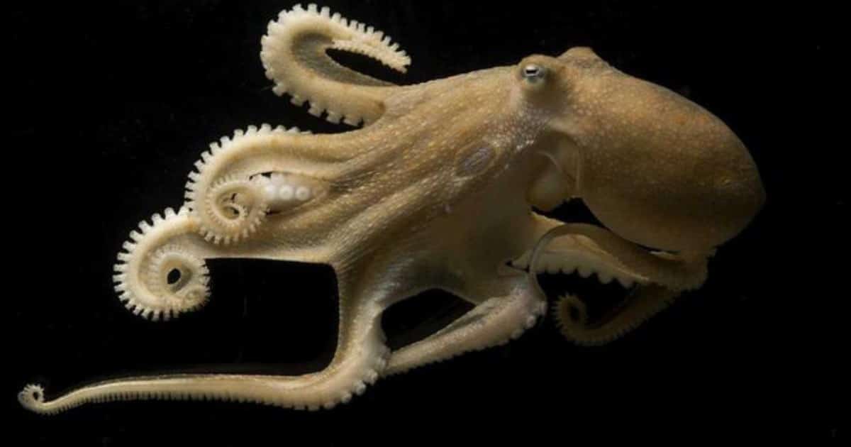 Octopuses Can "Rewire" Their Brains to Survive Warm and Cold Water