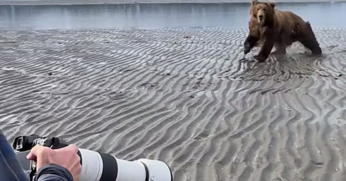 Photographers Scare a Bear Away After It Charges at Them