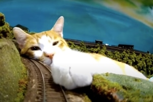 Giant Cats Prowl A Miniature Train That Goes Around a Restaurant