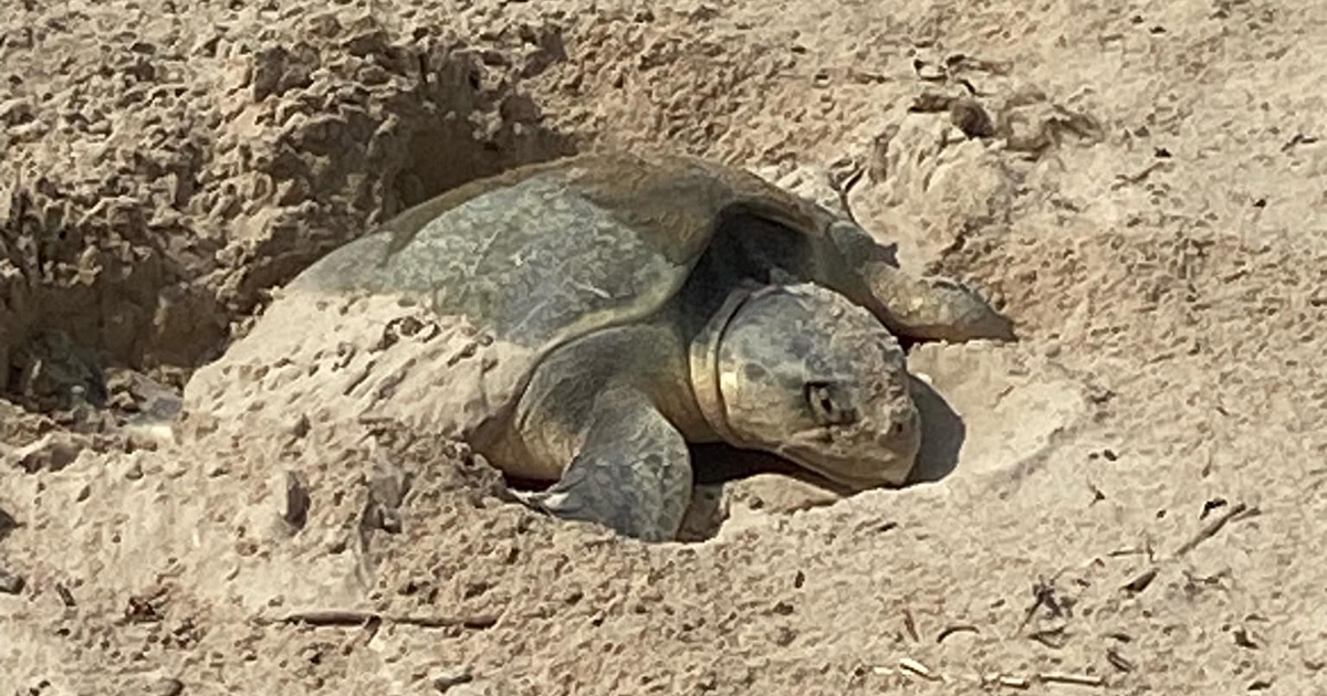 Research Center Announces First Kemp’s Ridley Sea Turtle Nest
