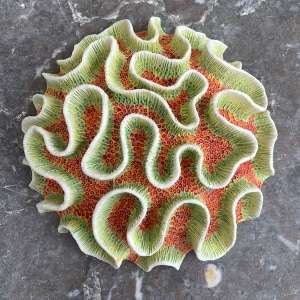 Intricate Ceramic Sculptures Mimic Colors and Shapes of the Sea