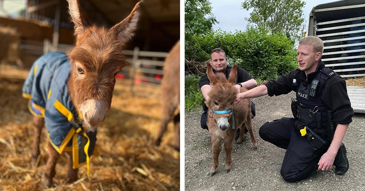 Stolen Baby Donkey Reunited With Mother After 2 Weeks