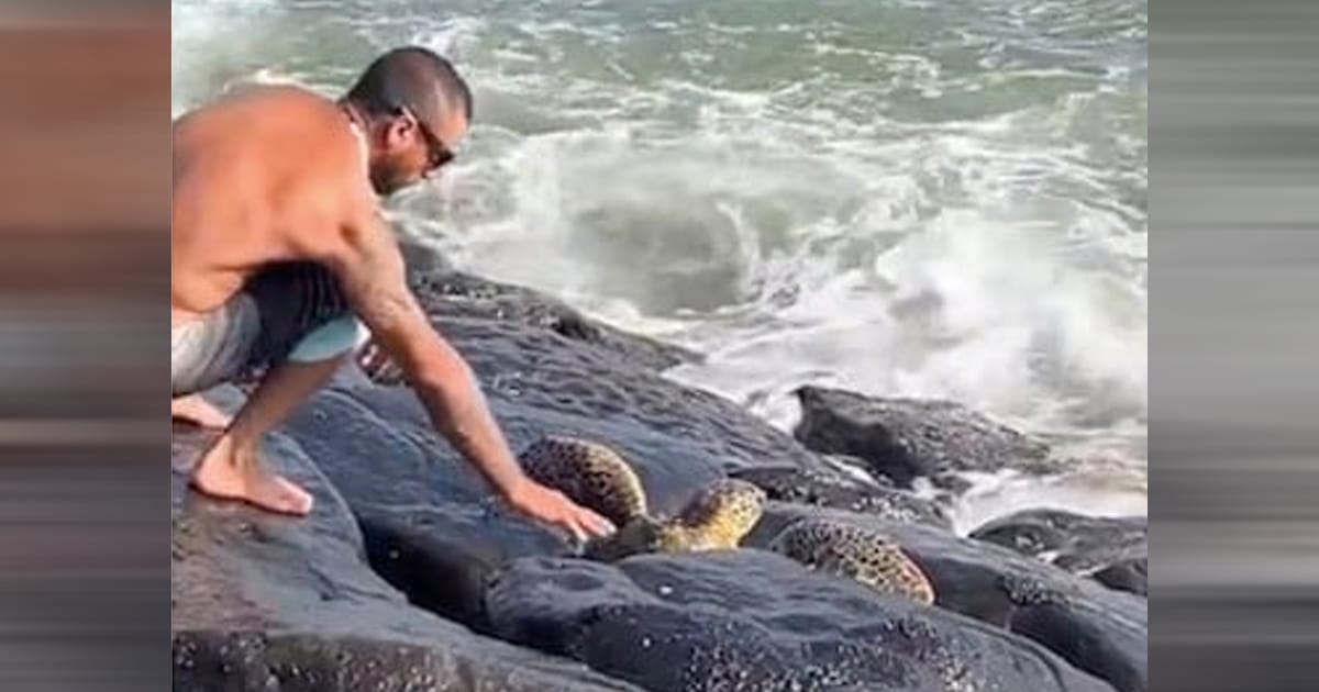 Man Rescues a Sea Turtle That Got Stuck Between Rocks in HI