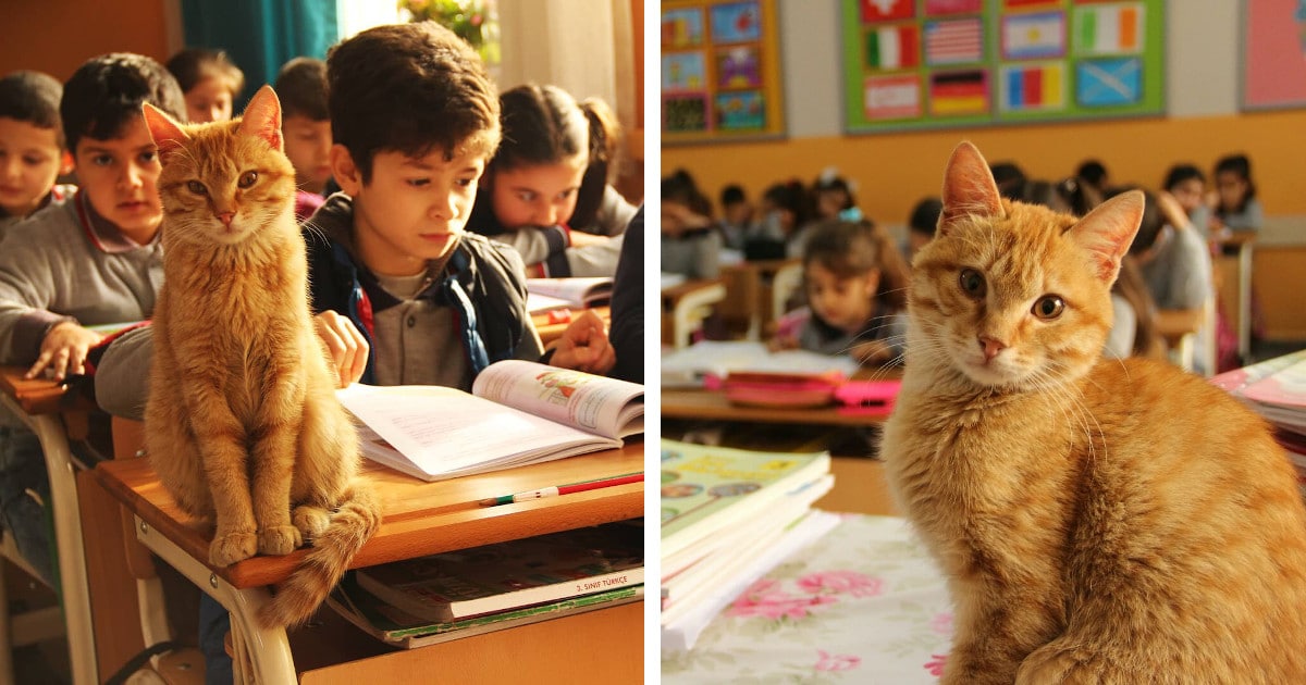 Cat Walks Into a Classroom and Turns It Into His Home