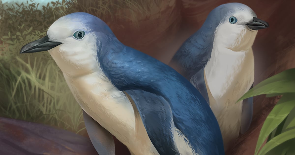 Miniature Penguin Species Lived Three Million Years Ago