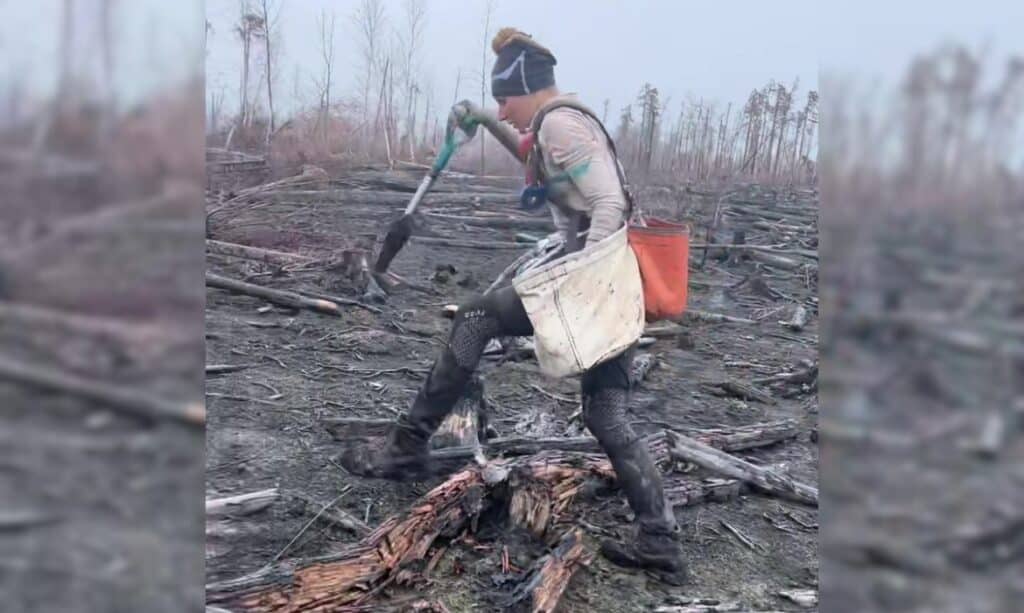 Canadian Woman Goes Viral After Planting 4,500 Trees in a Day