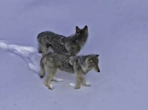 Wolf Populations Rebound in Michigan’s Isle Royale National Park