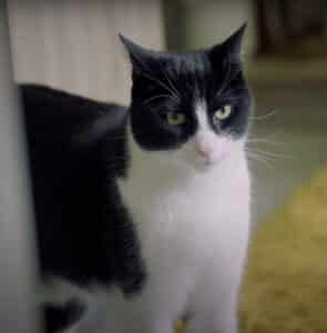 Zebby, the Support Cat Who ‘Hears’ for Deaf Owner, Wins UK Prize