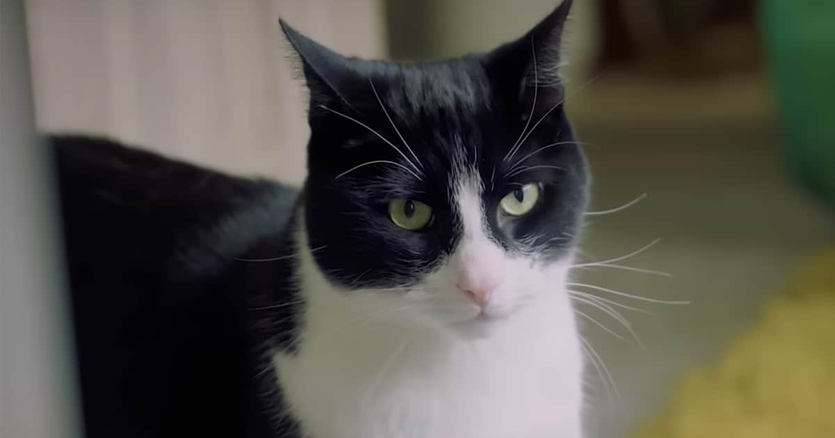 Zebby, the Support Cat Who ‘Hears’ for Deaf Owner, Wins UK Prize
