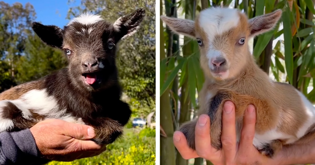 These Baby Goats Fit in the Palm of a Person's Hand
