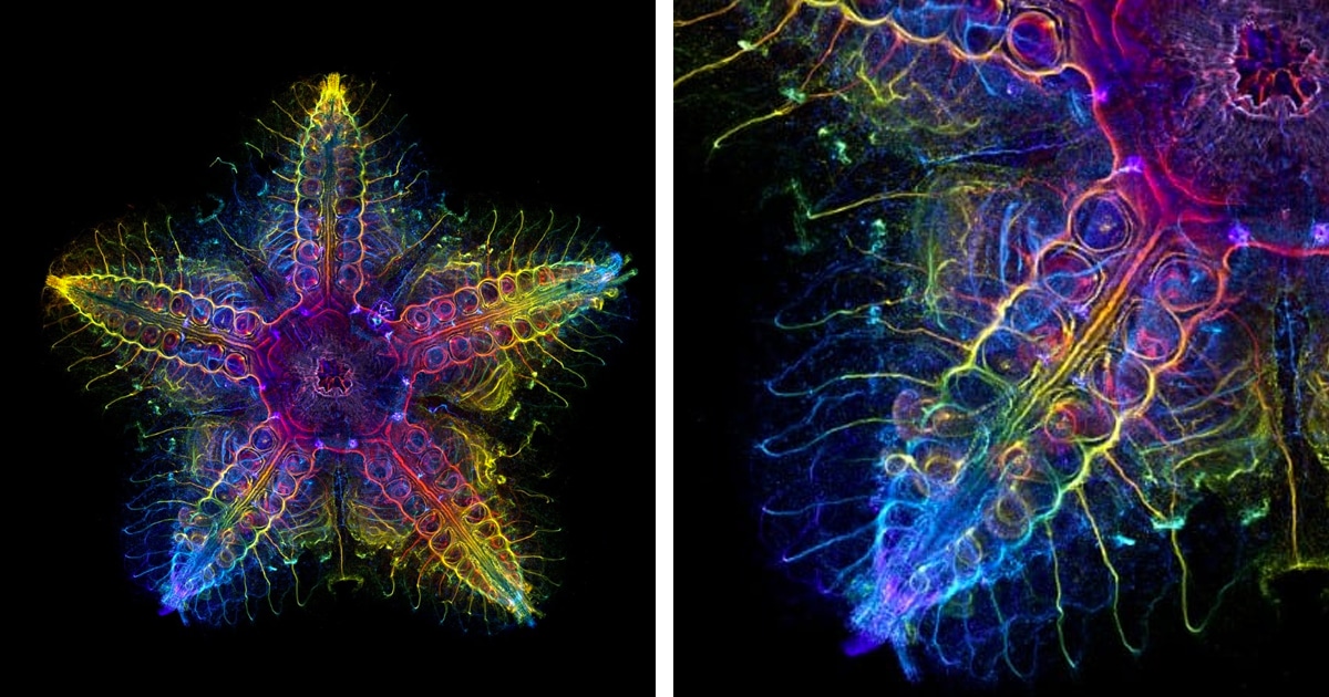 Incredible Winners of Light Microscopy Awards