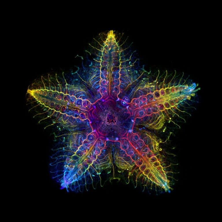Incredible Winners of Light Microscopy Awards