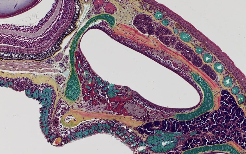 Incredible Winners of Light Microscopy Awards Show Artistry of ...