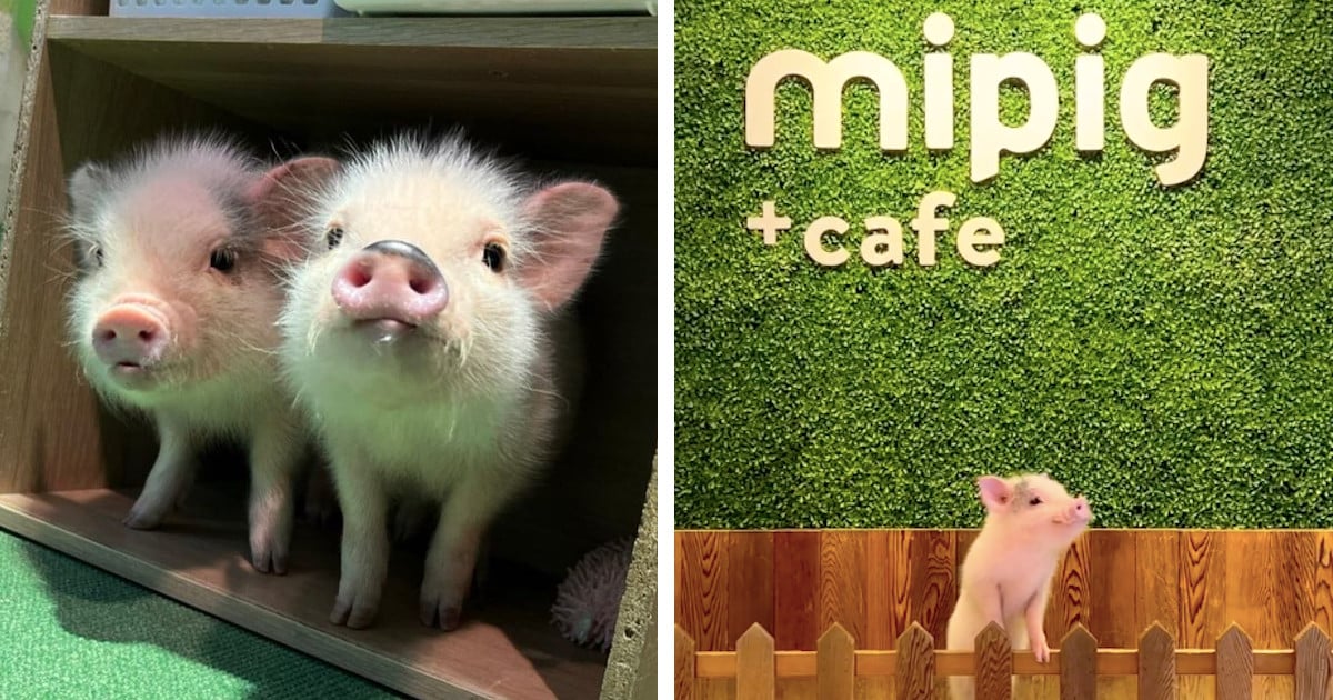 Cute Piggy Café in Tokyo Lets You Cuddle With Micro Piglets