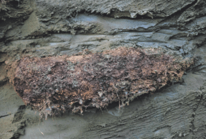 Scientists Thaw and Revive 46,000-Year-Old Roundworm