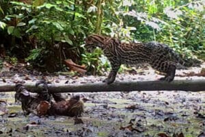 Trail Camera Catches a Sloth Fighting off the Attack of an Ocelot