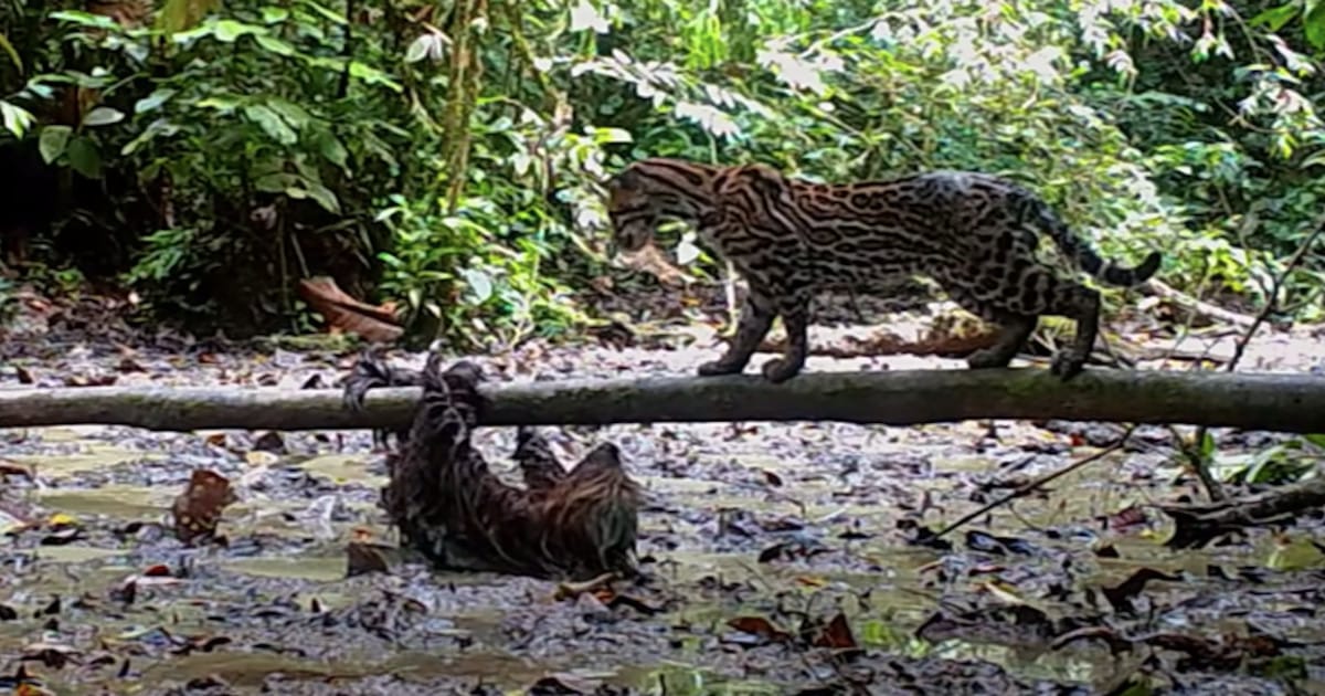 Trail Camera Catches a Sloth Fighting off the Attack of an Ocelot