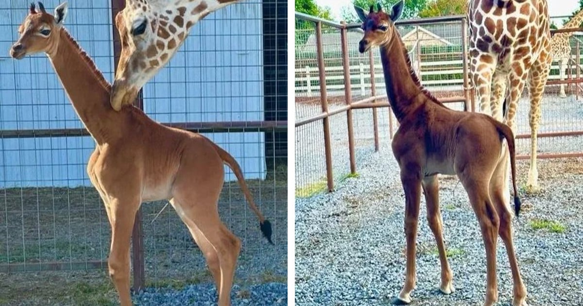 Spotless Giraffe, the Only One in the World, Born at Brights Zoo