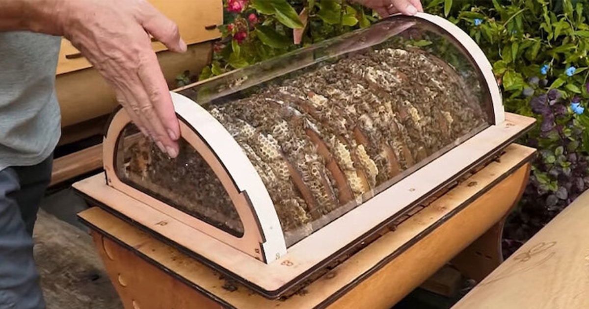 Transparent Beehive Lets Beekepers See Bees at Work