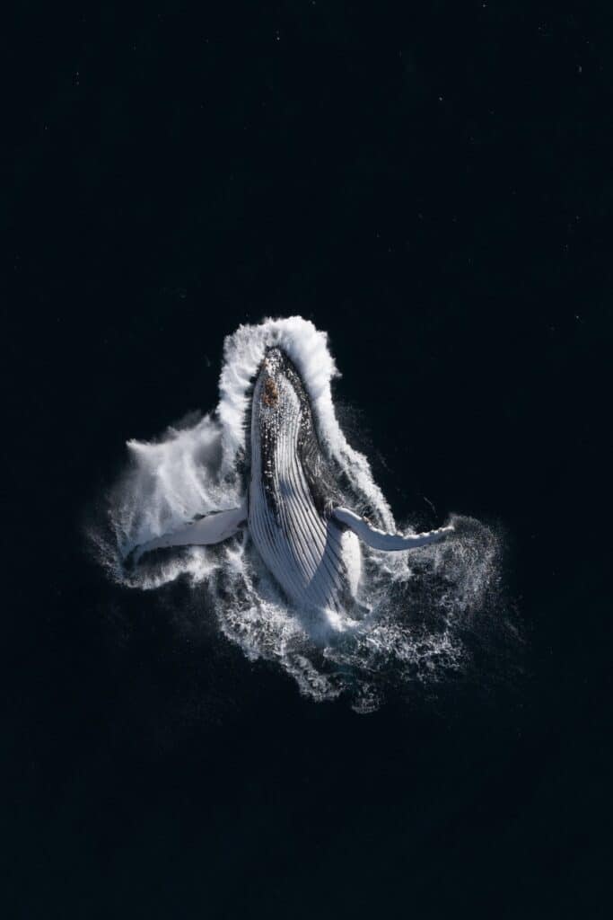 Incredible Winners of the 2023 Ocean Photographer of the Year Awards ...
