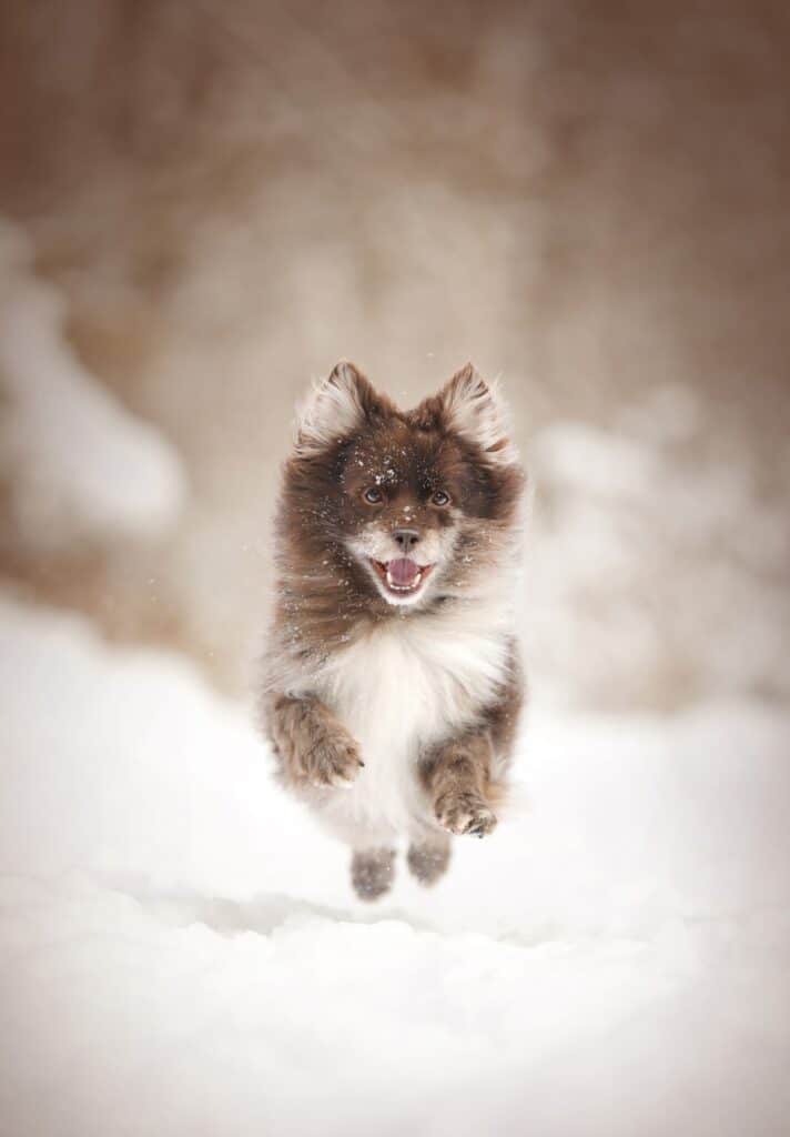 Winners of the 2032 International Pet Photographer of the Year