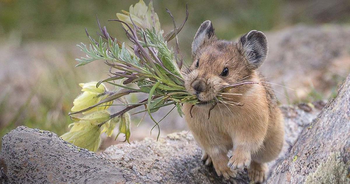 Meet the American Pika, Nature's Talented Florist