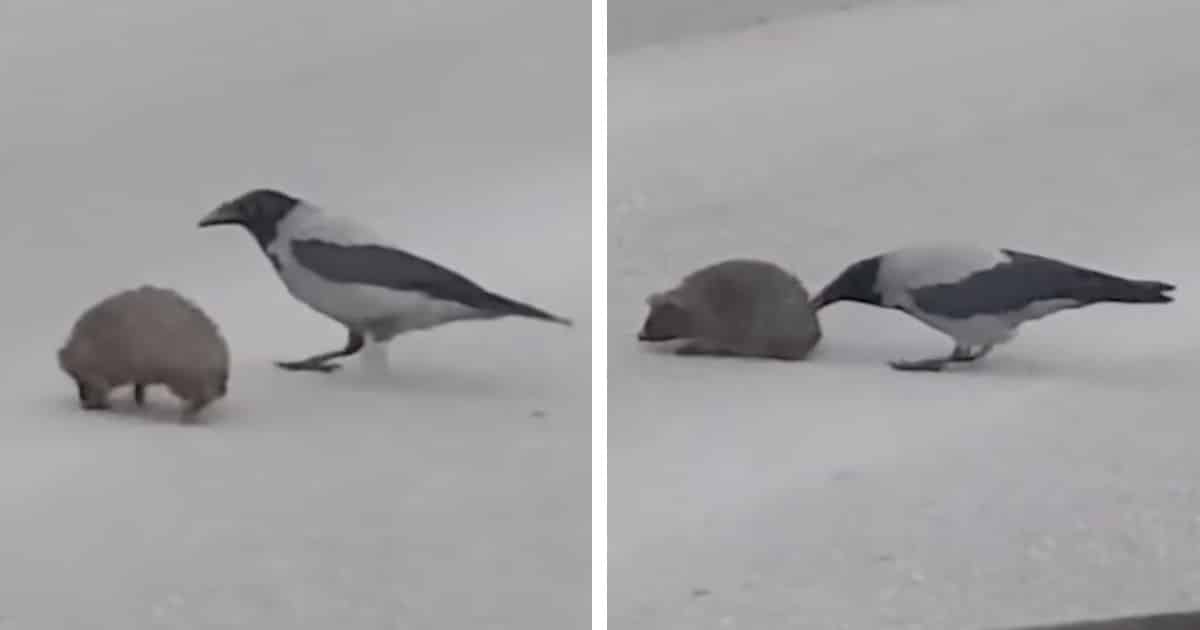 Watch a Crow Help a Hedgehog Cross the Road Safely