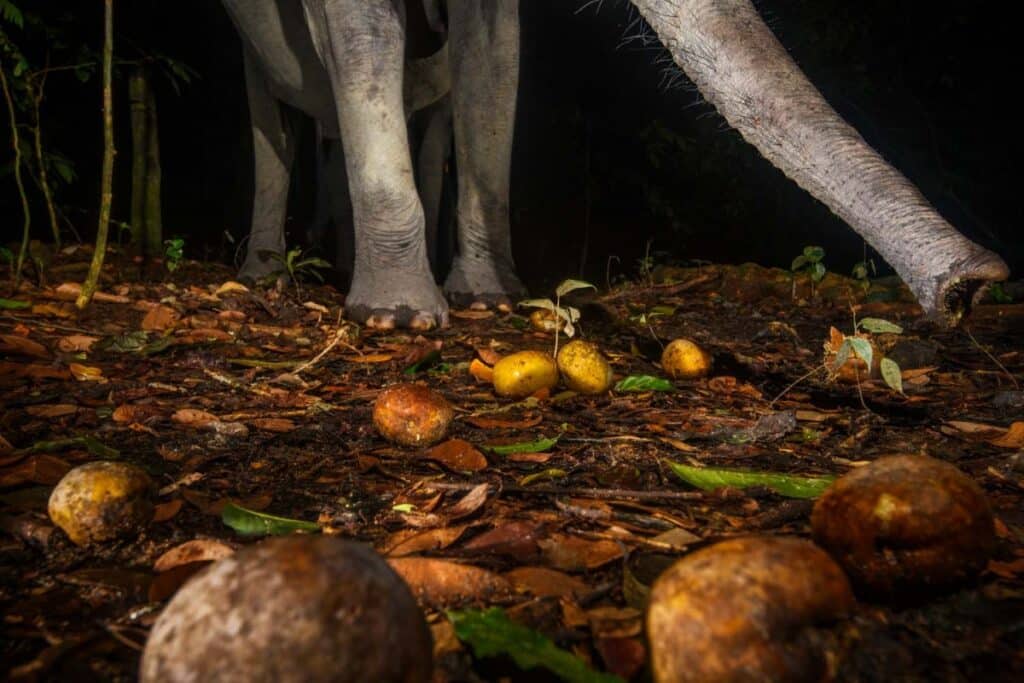 Photographer Wins Prize for Heartbreaking Story About the Plight of Endangered Forest Elephants ...