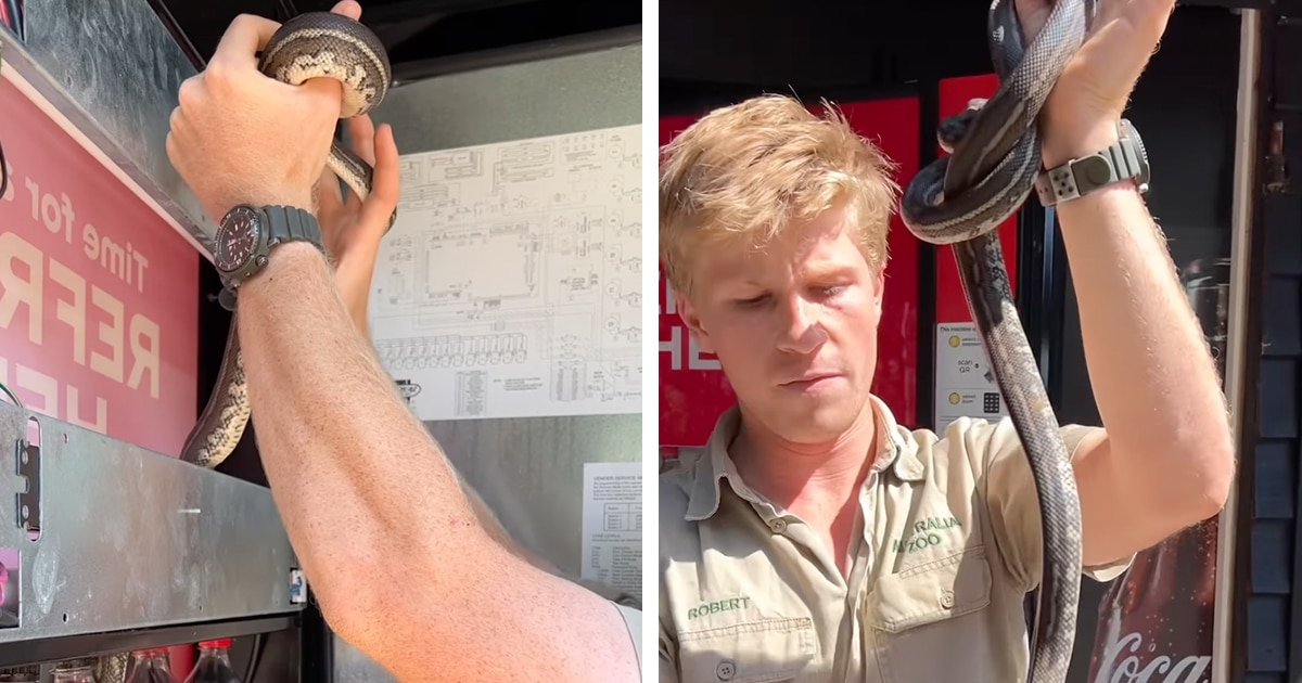 Robert Irwin Rescues Snake From Inside a Vending Machine