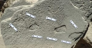 Fossilized Footprints Present Evidence of Earliest Known Shoes