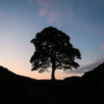 Iconic Sycamore Gap Tree Was Discovered Cut Down