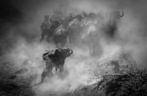 20 Winners of the European Wildlife Photographer of the Year Contest
