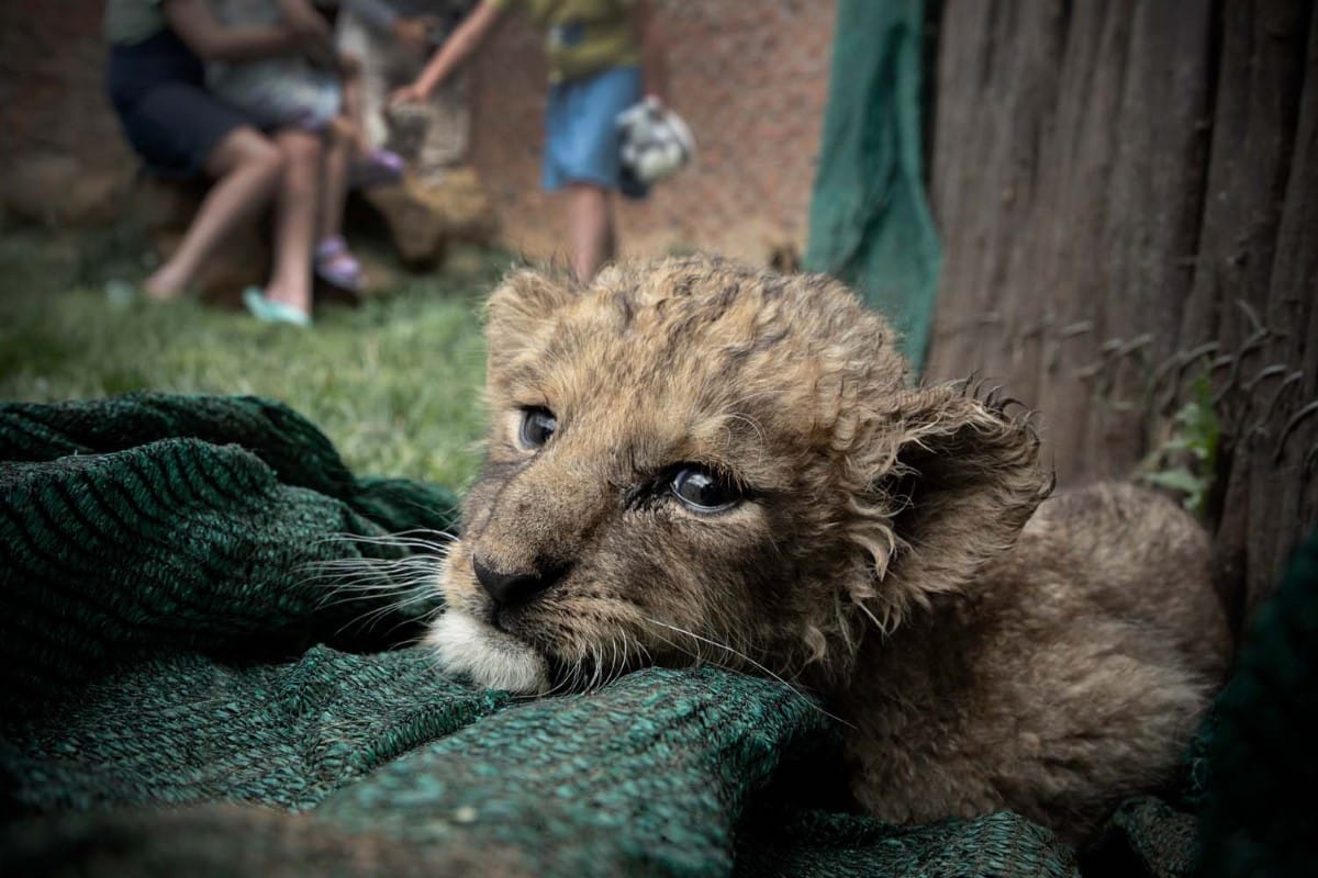 20 Incredible Winners From the 2023 European Wildlife Photographer of ...