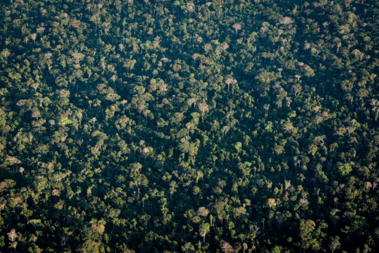Aerial Photos Reveal Ancient Indigenous Earthworks Hidden in the Amazon ...