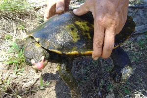 Robert Irwin Introduces Baby Turtle of Species Found by His Dad