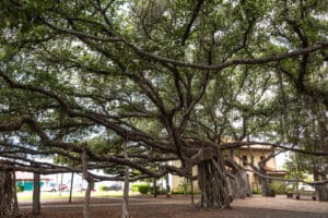 Lahaina Banyan Tree Has Sprouted New Leaves