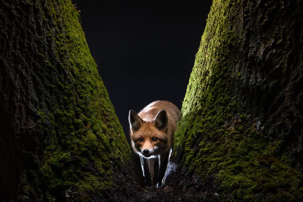 Photographer Observed and Captured a Red Fox for Eight Months