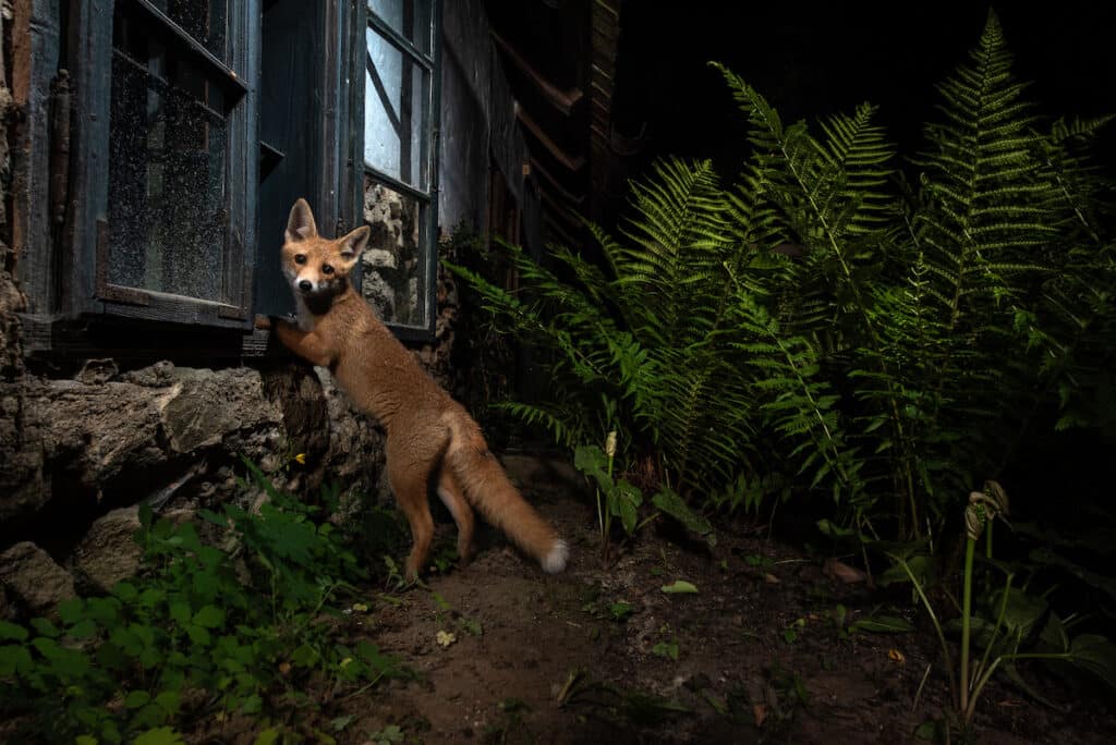 Photographer Observed and Captured a Red Fox for Eight Months